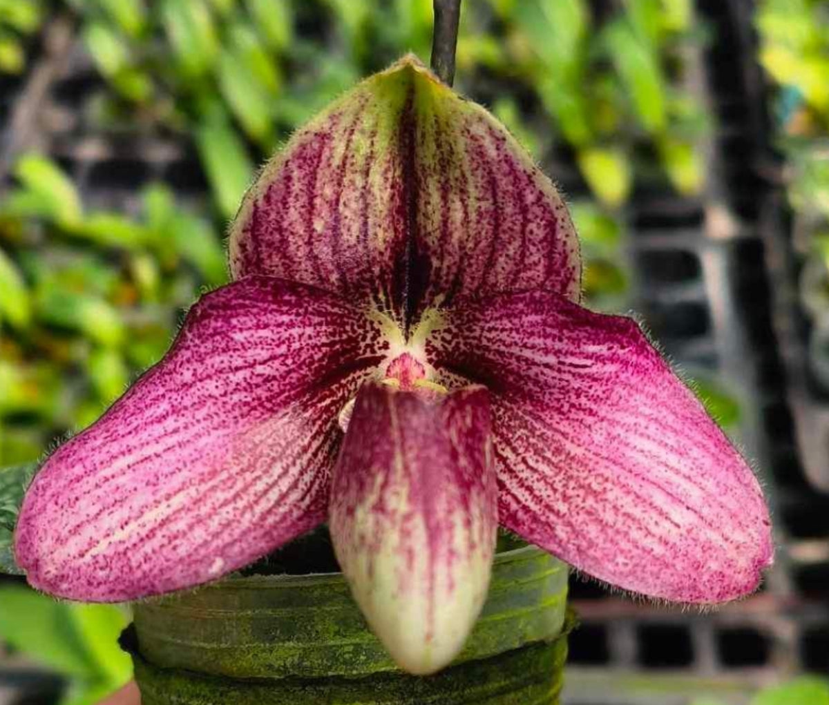 Paphiopedilum DA NANG BELL (rungsuryanum x bellatulum) – Exotic Plant Company
