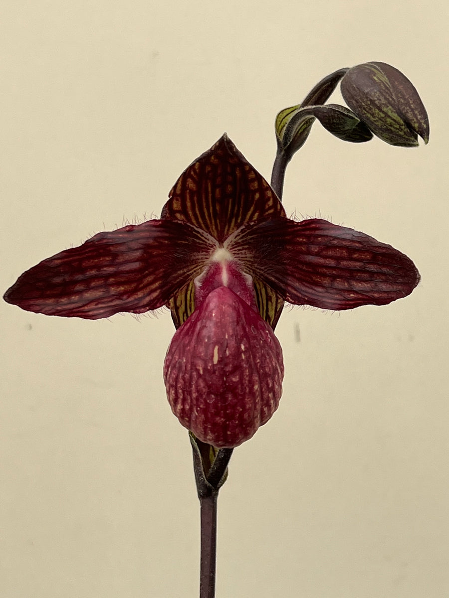 Paphiopedilum KRULL’S LACE (Fanaticum 'Red One’ x rothschildianum 'Mon ...