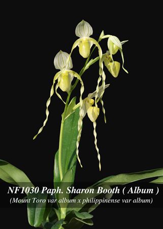 Paphiopedilum SHARON BOOTH album (Mount Toro album x philippinense fma ...