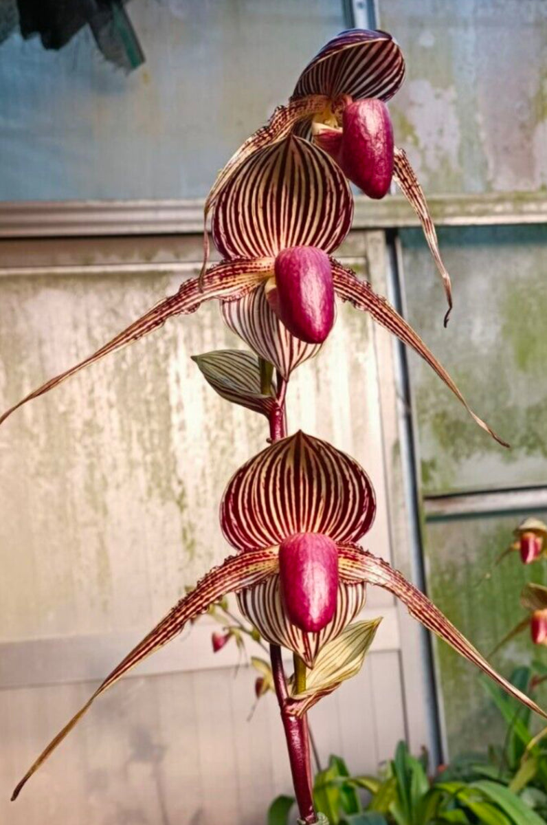 Paphiopedilum SUNLIGHT SKY ROTHS (rothschildianum x Roth Sunlight ...