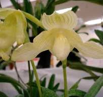Paphiopedilum WILD THING ALBUM (stonei fma album x godefroyae fma albu ...