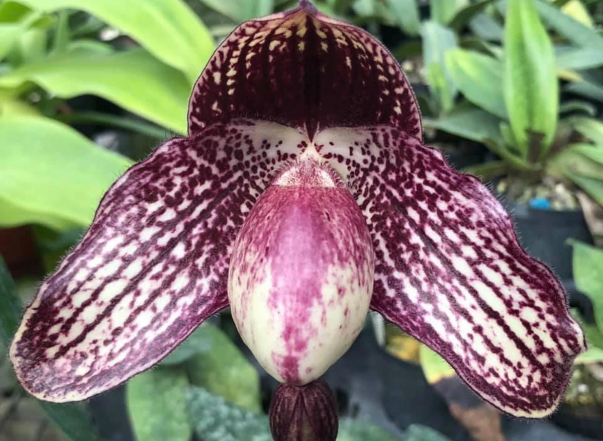 Paphiopedilum HUNG SHENG TANGO (leucochilum x anitum) – Exotic Plant ...