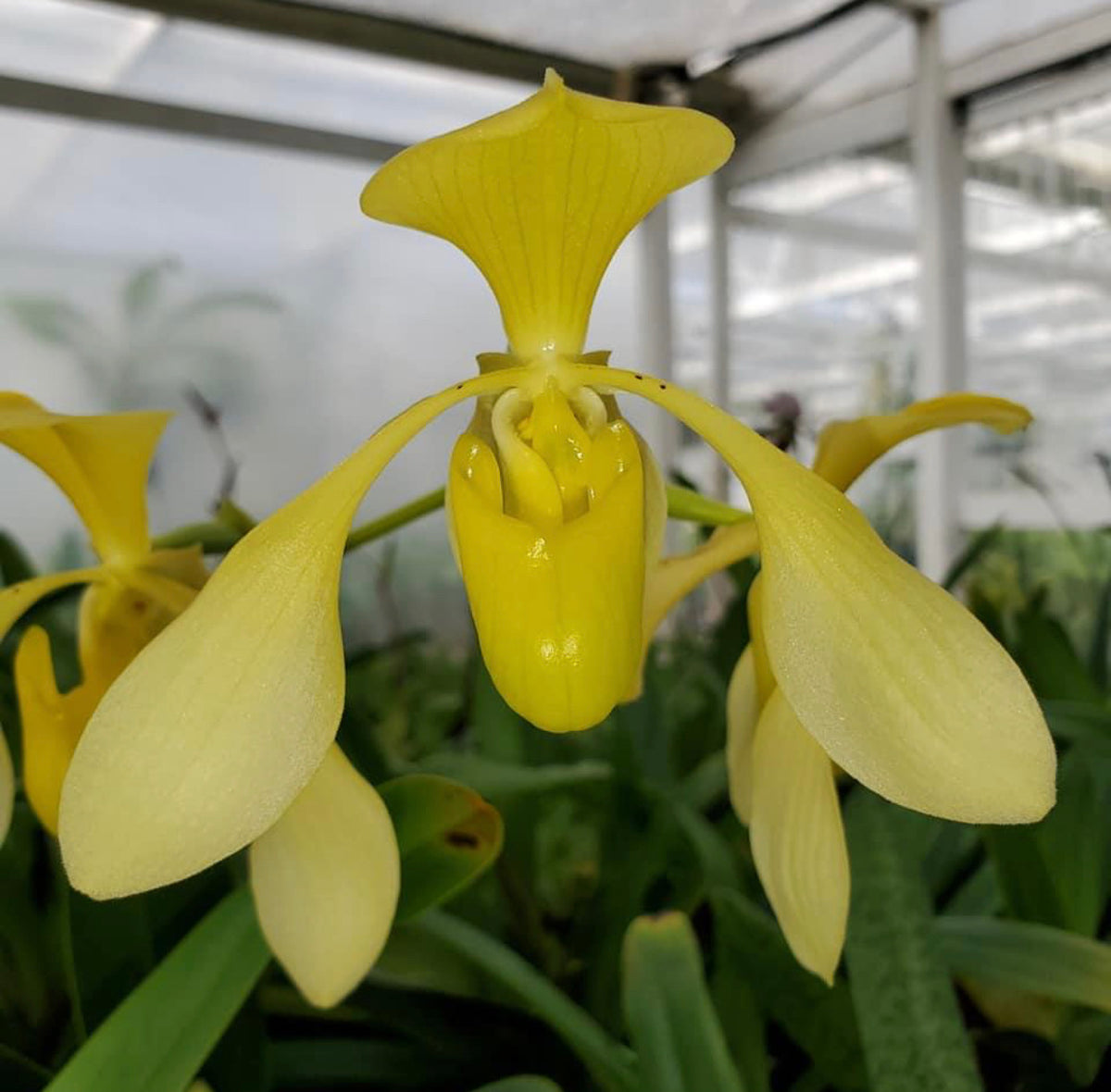 Paphiopedilum lowii fma album – Exotic Plant Company