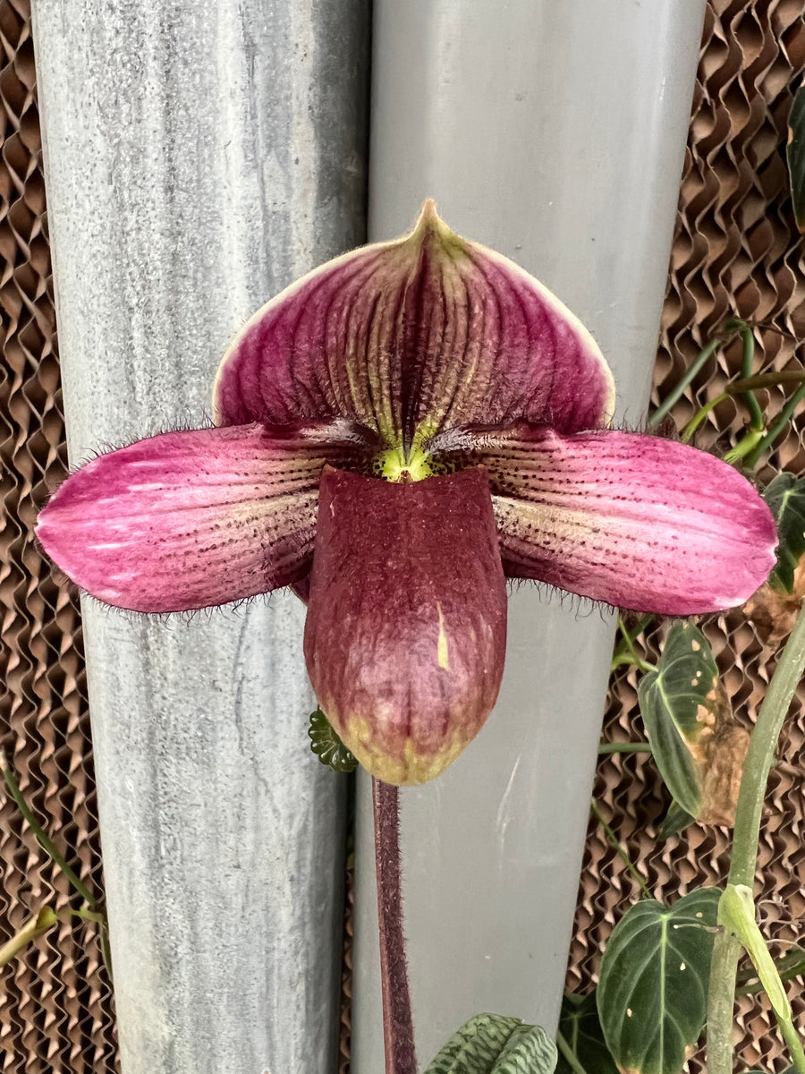Paphiopedilum RUBY ROSE (rungsuryanum x Hsinying Rubyweb) – Exotic ...