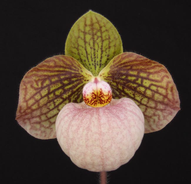 Paphiopedilum FANATICUM (malipoense x micranthum) – Exotic Plant Company