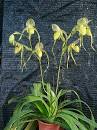 Paphiopedilum MOUNT TORO ALBUM (stonei album x philippinense album ...